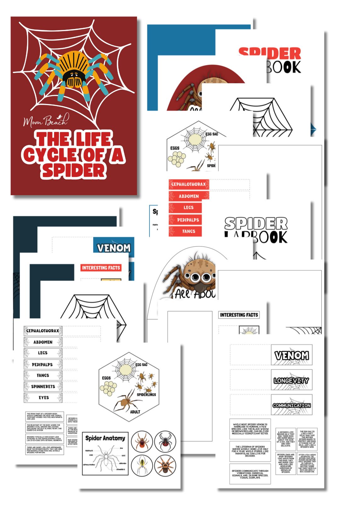 The Life Cycle of a Spider Printable Bundle (18 Pages)
